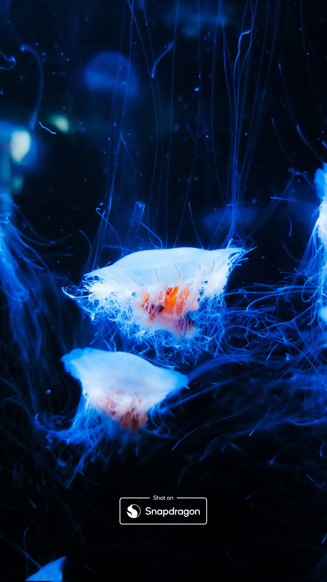 snapdragon wallpaper