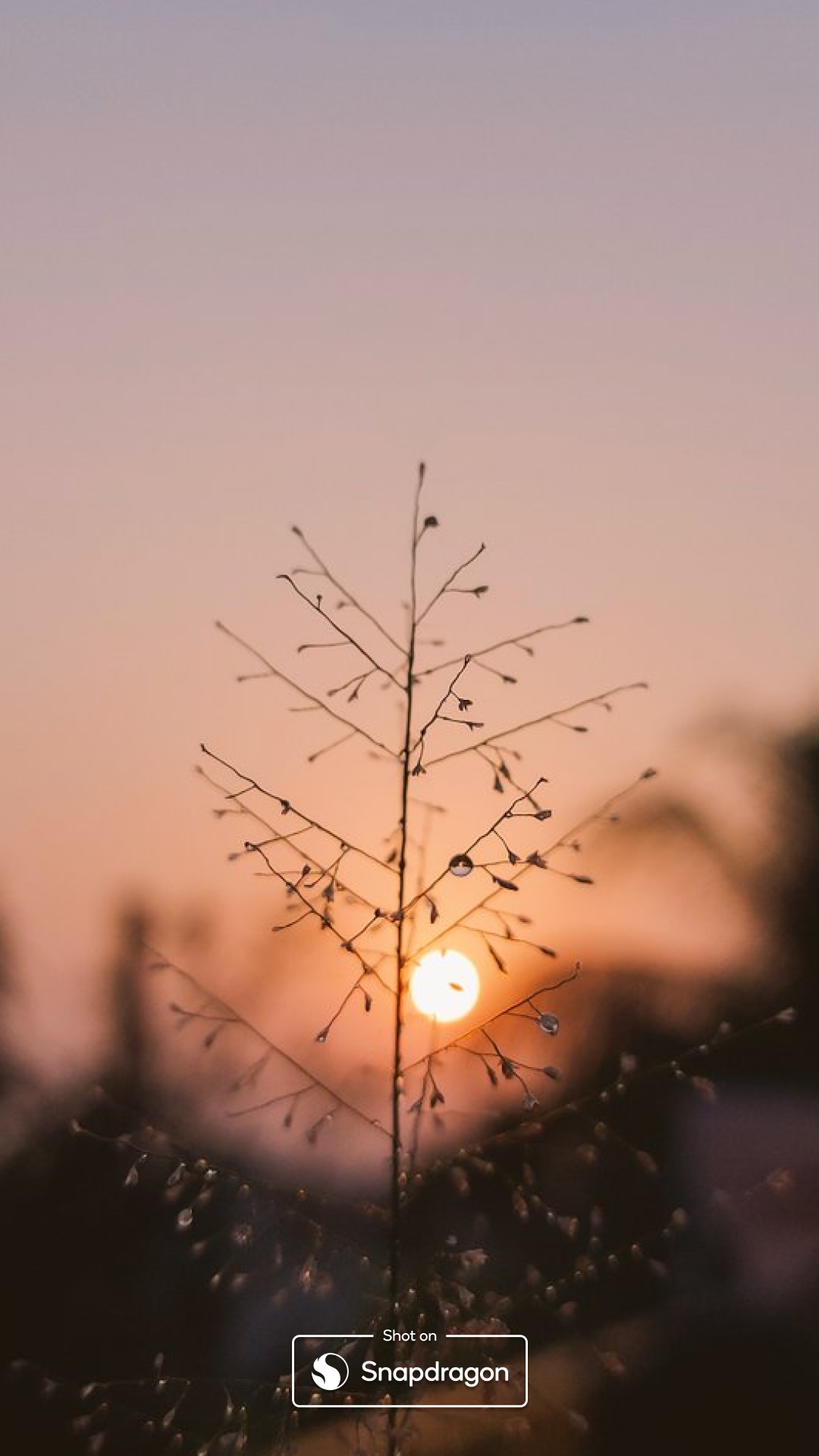 Free ShotOnSnapdragon wallpapers for Snapdragon Insiders