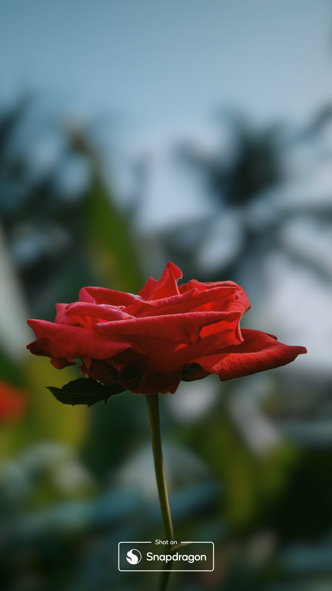 Free ShotOnSnapdragon wallpapers for Snapdragon Insiders