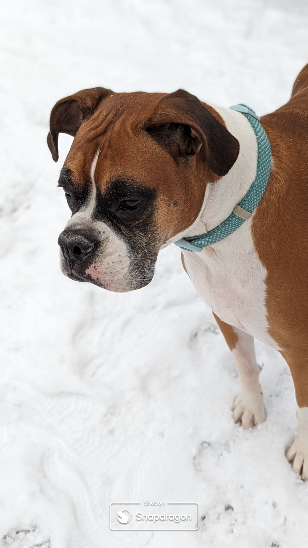 Free ShotOnSnapdragon wallpapers for Snapdragon Insiders