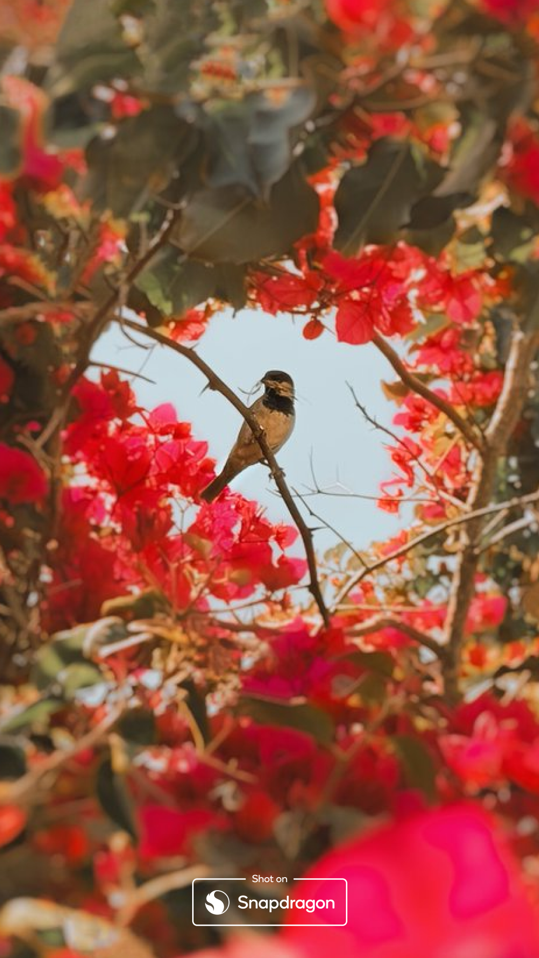 Free ShotOnSnapdragon wallpapers for Snapdragon Insiders