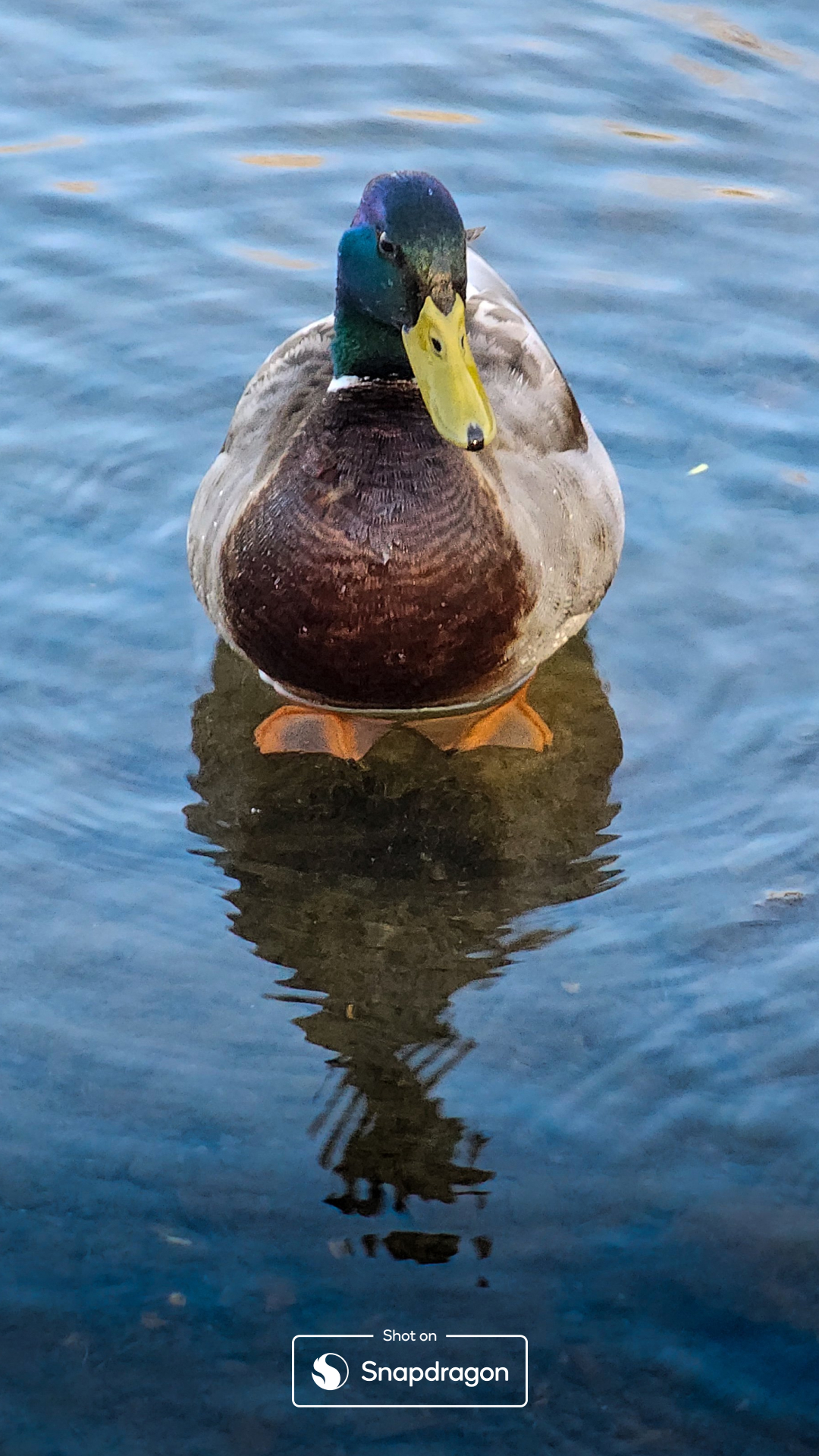 Free ShotOnSnapdragon wallpapers for Snapdragon Insiders