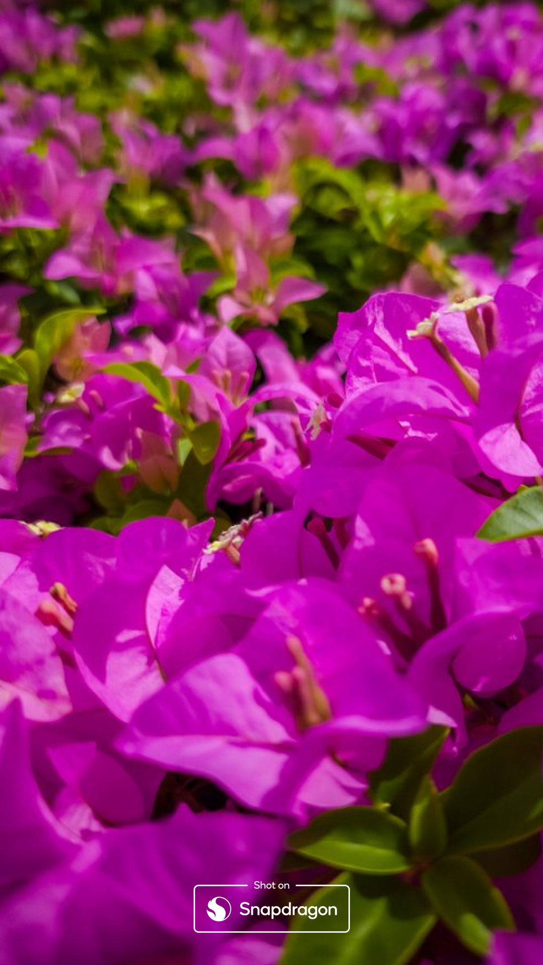 Free ShotOnSnapdragon wallpapers for Snapdragon Insiders