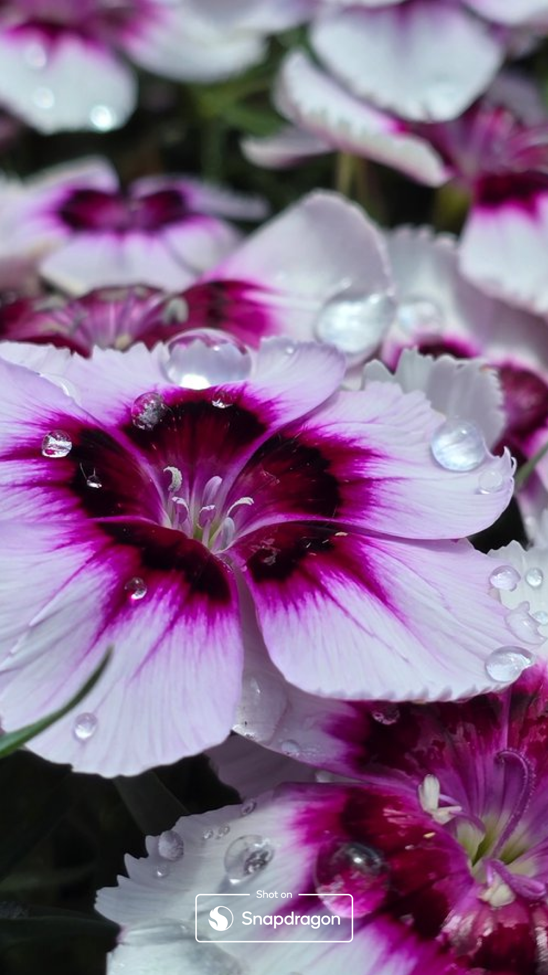 Free ShotOnSnapdragon wallpapers for Snapdragon Insiders